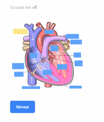Image Occlusion | Studius